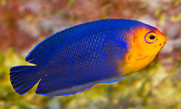Cherubfish | Aquarium de Biarritz