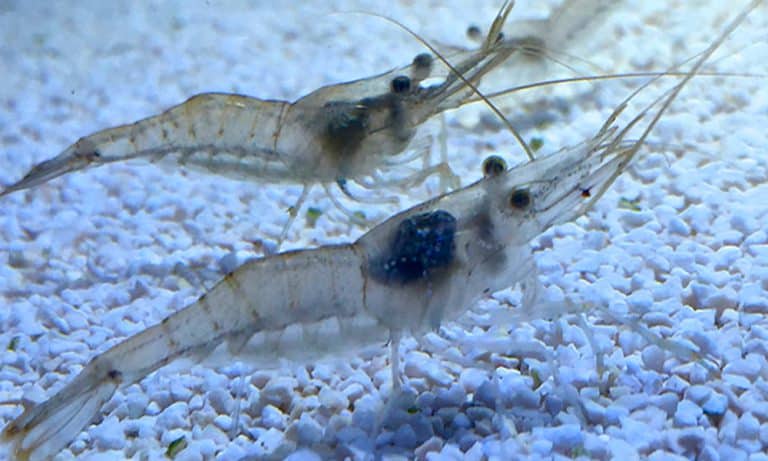 Atlantic ditch shrimp | Aquarium de Biarritz
