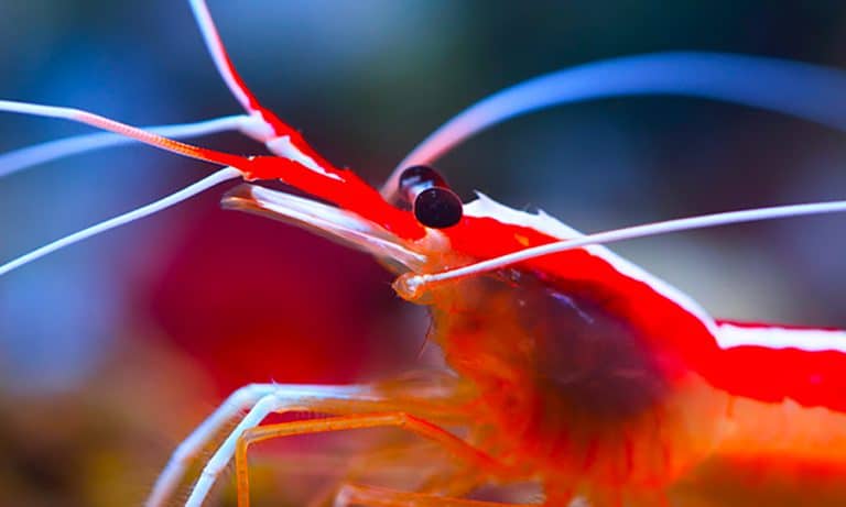 Skunk cleaner shrimp | Aquarium de Biarritz