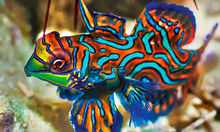 Mandarin dragonet | Aquarium de Biarritz