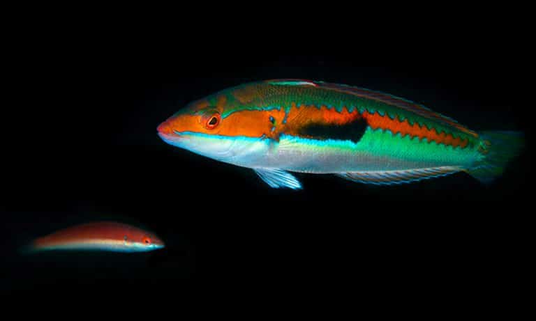 Girelle commune | Aquarium de Biarritz