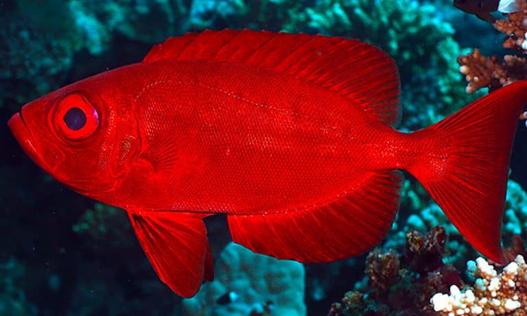 Gros-yeux commun | Aquarium de Biarritz