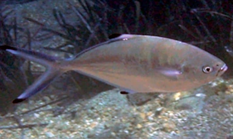 Liche glauque | Aquarium de Biarritz