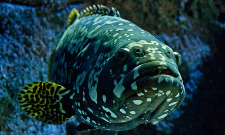 Mero gigante | Aquarium de Biarritz