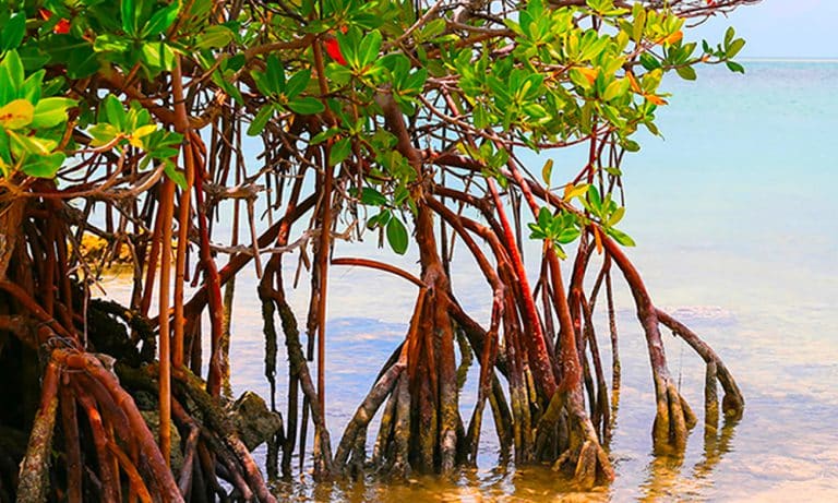 Mangle rojo | Aquarium de Biarritz