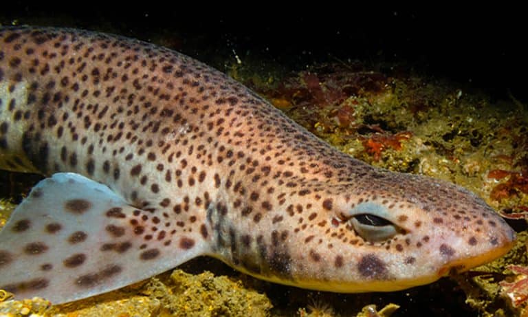 Petite roussette | Aquarium de Biarritz