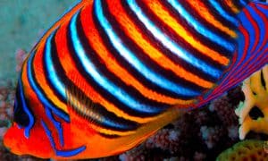Royal angelfish | Aquarium de Biarritz