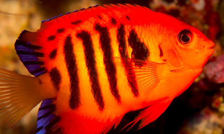 Poisson-ange flamme | Aquarium de Biarritz