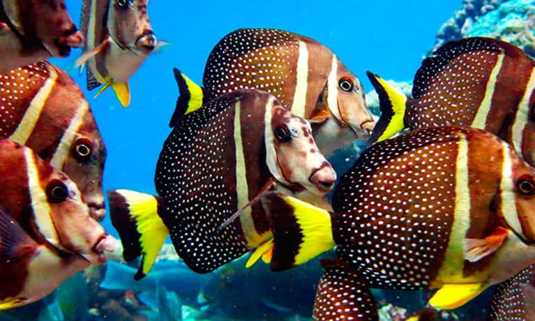 Poisson-chirurgien moucheté | Aquarium de Biarritz