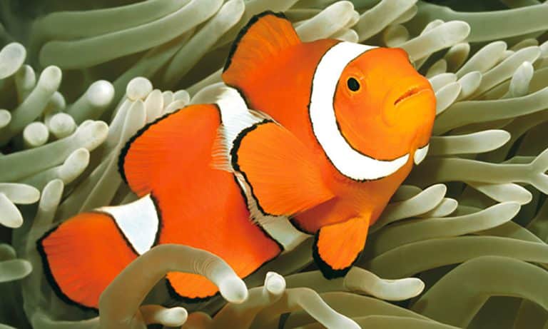 Poisson-clown à trois bandes | Aquarium de Biarritz