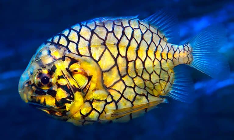 Japanese pineapplefish | Aquarium de Biarritz