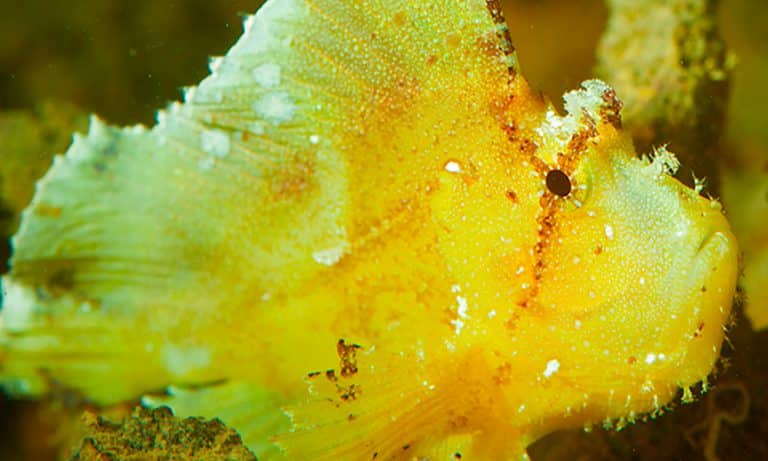 Rascasse feuille commune | Aquarium de Biarritz