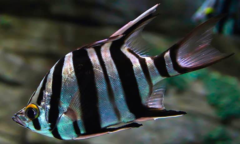 Vieille femme | Aquarium de Biarritz