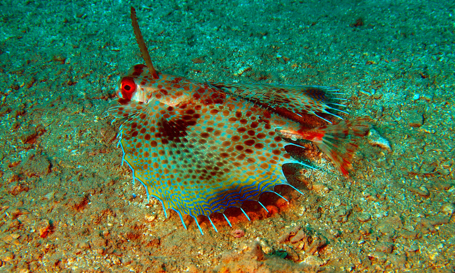 Oriental flying gurnard | Aquarium de Biarritz