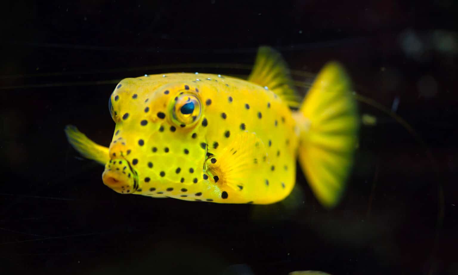 Poisson-coffre jaune | Aquarium de Biarritz