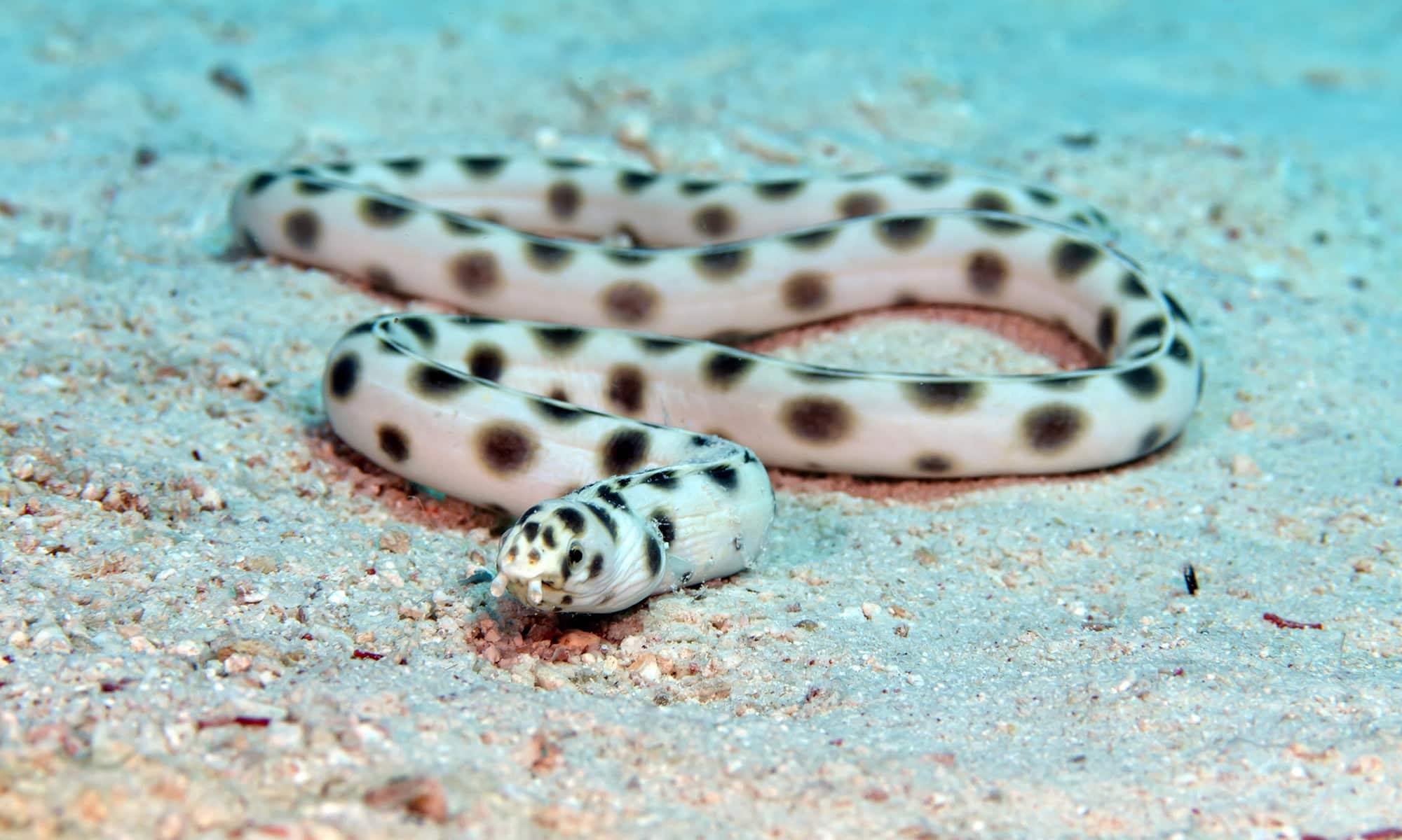 Spotted snake eel | Aquarium de Biarritz