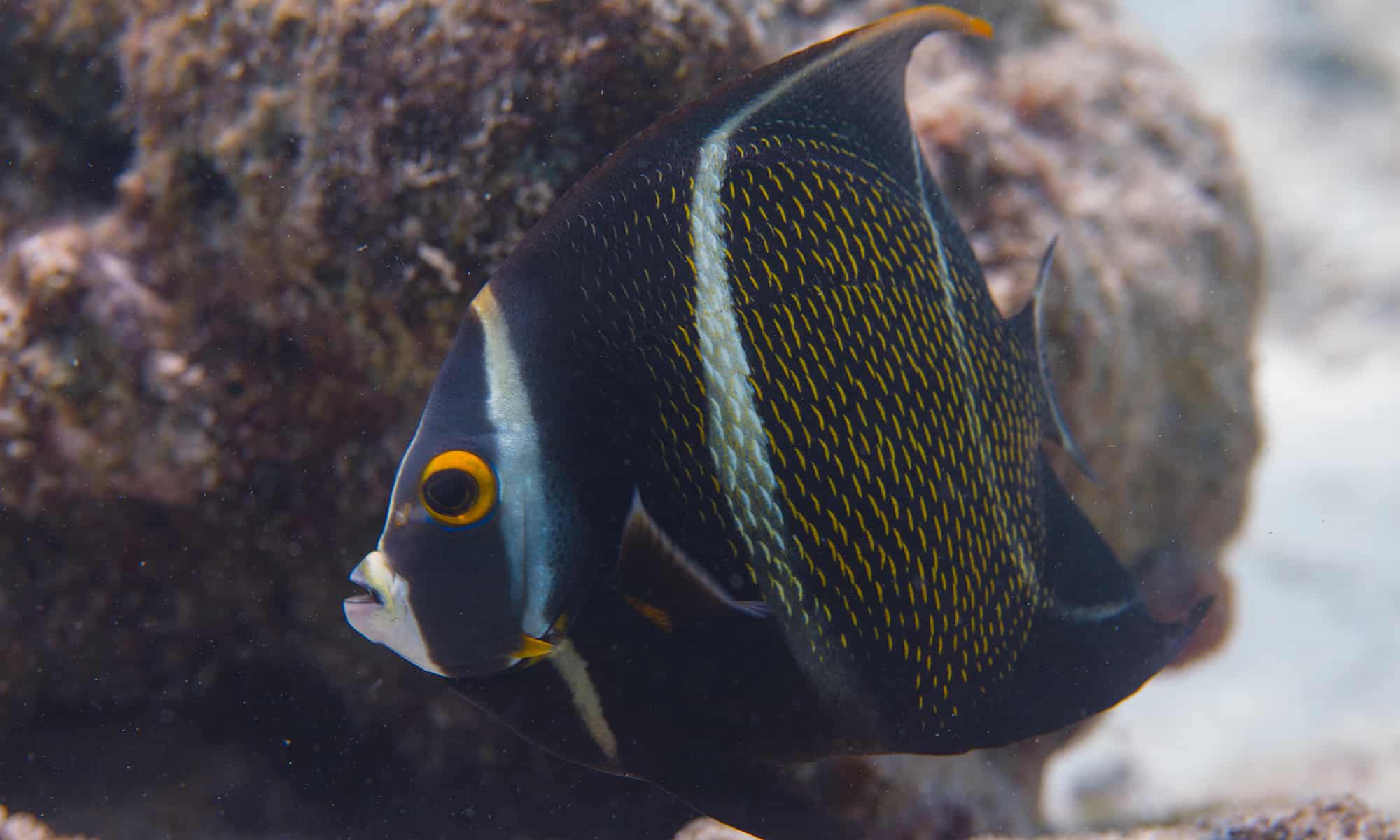 Pez ángel francés | Aquarium de Biarritz